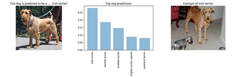 Classifying Dog Breeds Using Cnns By Hannehoitzing Medium