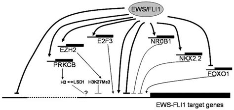 Ewing Sarcoma Karyotype