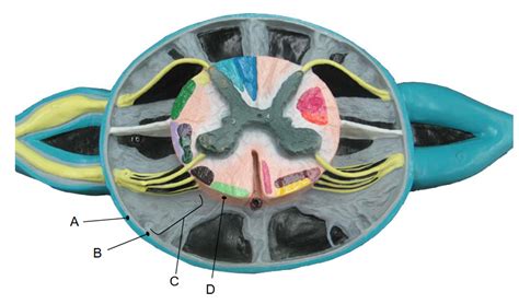 Spinal Cord Model Diagram Quizlet
