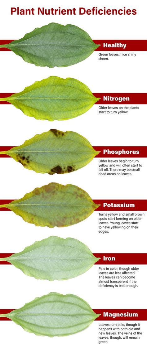Signs Of Nutrient Deficiency In Aquarium Plants At Scarlett Packham Blog