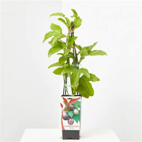 Passiflora Edulis Maracuya Fruita De La Passió — Flors Catalunya