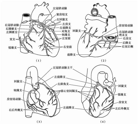 冠状动脉 百度百科