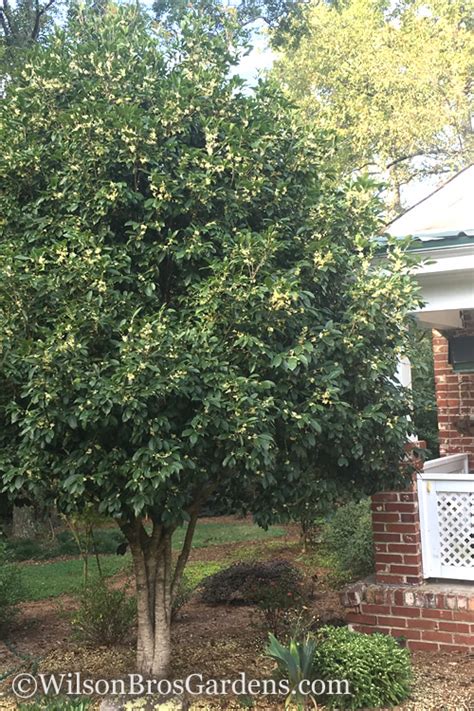 Buy Fragrant White Tea Olive Free Shipping Wilson Bros Gardens 3
