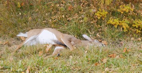 Senseless Poaching Ring Allegedly Killed Well Over 100 Deer In