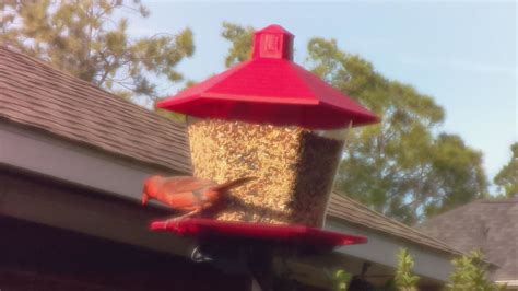 Raspberry Pi Catches The Early Bird Hackaday