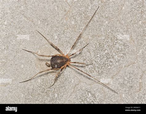 Harvestmen Spider Protolophus Of The Opiliones Taxonomy Order On A Concrete Surface In Houston