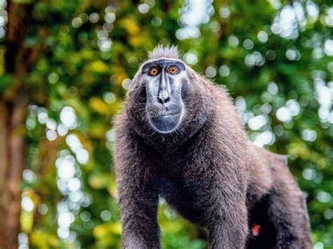 Mass Extinctions Can Be Prevented By Protecting Key Sites