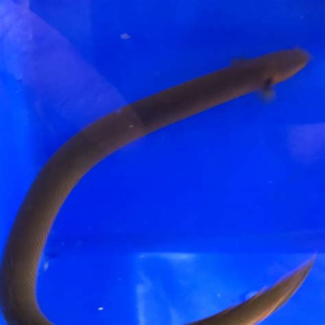 Rope Fish For Sale Exotic Fish Shop 774 400 4598