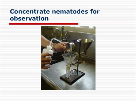 Ppt Nematode Extraction Methods Root Extraction Techniques