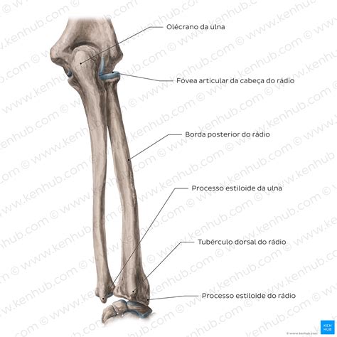 Antebraço E Cotovelo Anatomia Músculos Ossos Kenhub