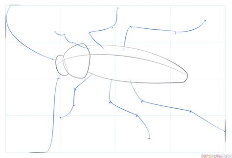 How To Draw A German Cockroach Step By Step Drawing Tutorials