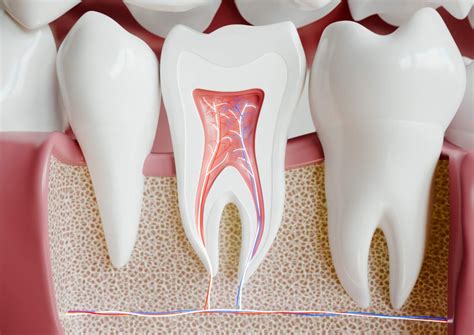 Root Canal Anatomy Accessory Canals And The Significance