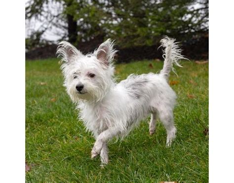 Erie Pa Westie West Highland White Terriermixed Breed Medium