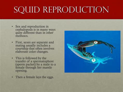 Ppt Nautilus Morphology Powerpoint Presentation Free Download Id