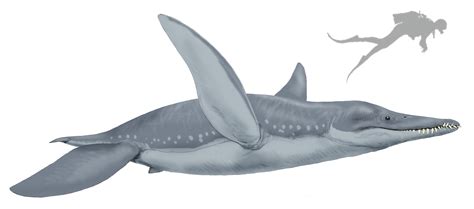 Pliosaurus Funkei — Dinos 101