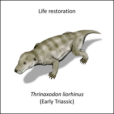 Mammalian Stem Group