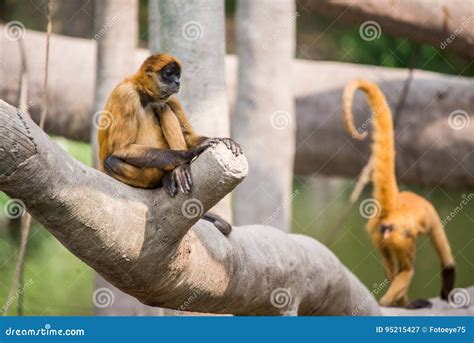 De Zitting Van De Spinaap Op Boom Stock Afbeelding Image Of Leuk Leefgebied 95215427