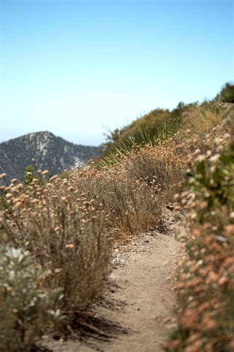 And…its Named The “strawberry Peak” Garden Imperfect Plants