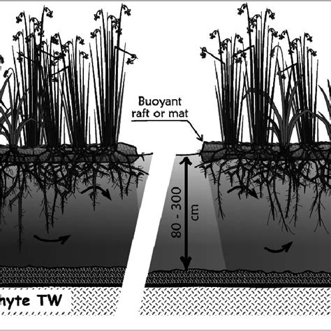 7 Horizontal Flow Hf Tw Featuring Herbaceous Emergent Macrophytes