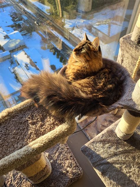 My Cat Bubbles Rpics