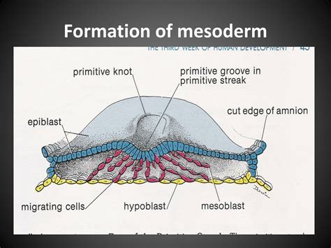 Ppt Embryology Powerpoint Presentation Free Download Id9544936