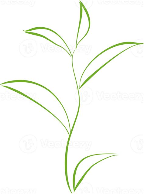 Green Tea Leaf Png 23333848 Png