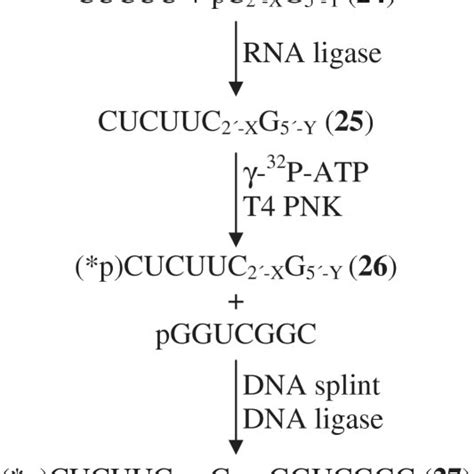 Synthesis Of Hdv Ribozyme Substrate 27 From The Dinucleotide