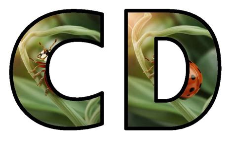 Ladybird Ladybug Creep Crawly Lettering Set Bulletin Board Display Title Font