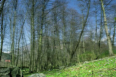 Naked Tree At Manali Photograph By Amit Sharma Fine Art America