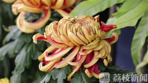 正是赏菊好时节：216种菊花名品亮相南通紫琅湖我苏网