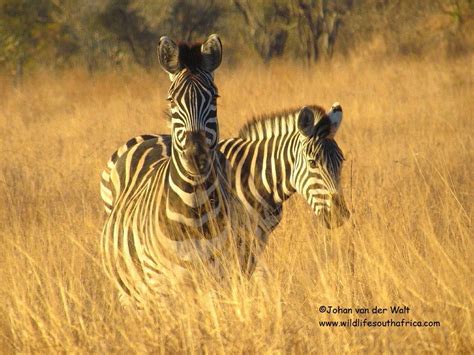 Wildlife South Africa Pretoria