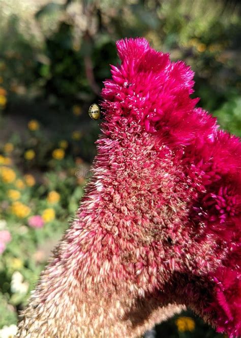 Celosia Cockscomb Dendrological Park Macea Arad Arad County Romania Stock Image Image Of