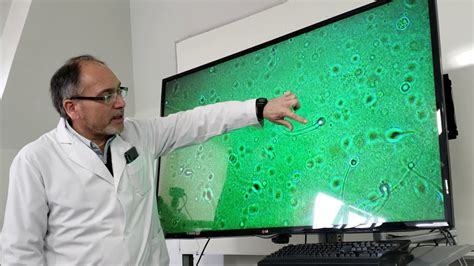 Laboratorio Embriología U1l2 Youtube