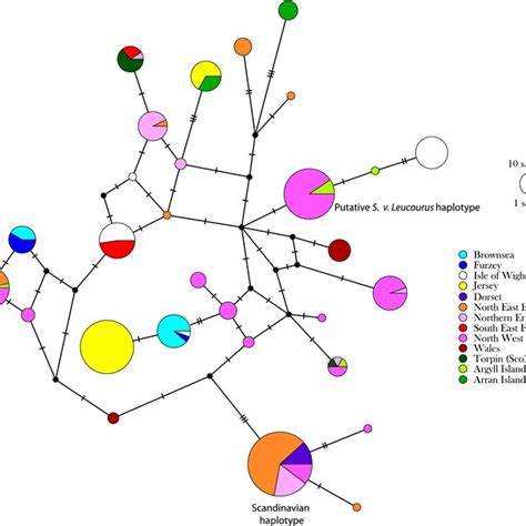 Bayesian Phylogenetic Tree Reconstructed Using The Mitochondrial D‐loop Download Scientific