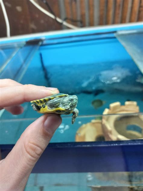 Жива червоновуха черепаха є опт Відправка тільки Новою Поштою Id1961156775 цена 600