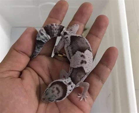 26 African Fat Tailed Gecko Morphs And Colors With Pictures
