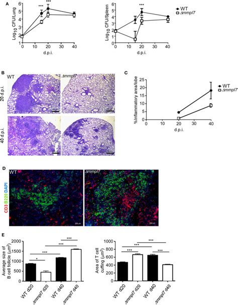 Formation Of Lung Inducible Bronchus Associated Lymphoid Tissue Is Regulated By Mycobacterium