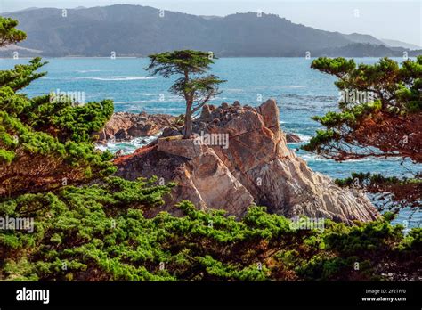 Beautiful Lone Cypress Tree Monterey Cypress On 17 Mile Drive The