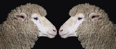 Snowflake Zero Copy Clone And Demo By Rajiv Gupta Dev Genius