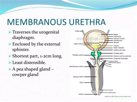 Radiological Anatomy Of The Male Urethra And Techniques Of Imaging Pptx