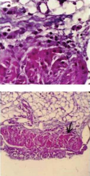 Photomicrographs Of Cardiac Tissue In Different Groups A Control