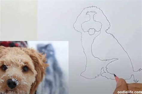 How To Draw A Cavapoo Puppy Steps And Video Oodle Life
