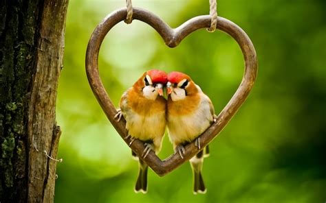 Premium Photo Cute Birds