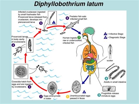 Ppt Comprehensive Guide To Cestodes In Parasitology Lab Powerpoint