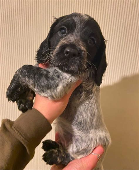 Rosie Pre Trained Working Cocker Spaniel For Sale Vislor