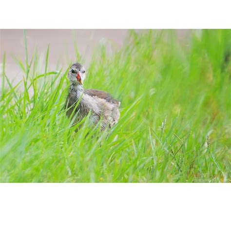 【水鸟摄影图片】生态摄影太平洋电脑网摄影部落