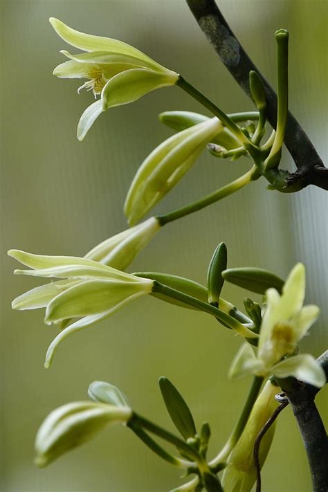 How To Grow And Care For Vanilla Orchids Improve My Home 24