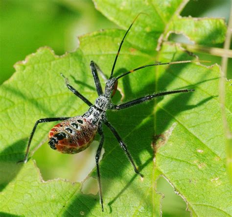 An Assassin Bug A Wheel Nymph