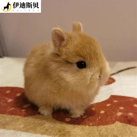 超萌黄色侏儒兔：迷你茶杯兔，治愈系宠物新宠！ 兔 淘宝好物网