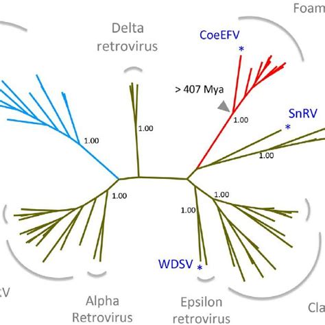 Retrovirus Phylogeny The Phylogeny Is The 50 Majority Rule Consensus